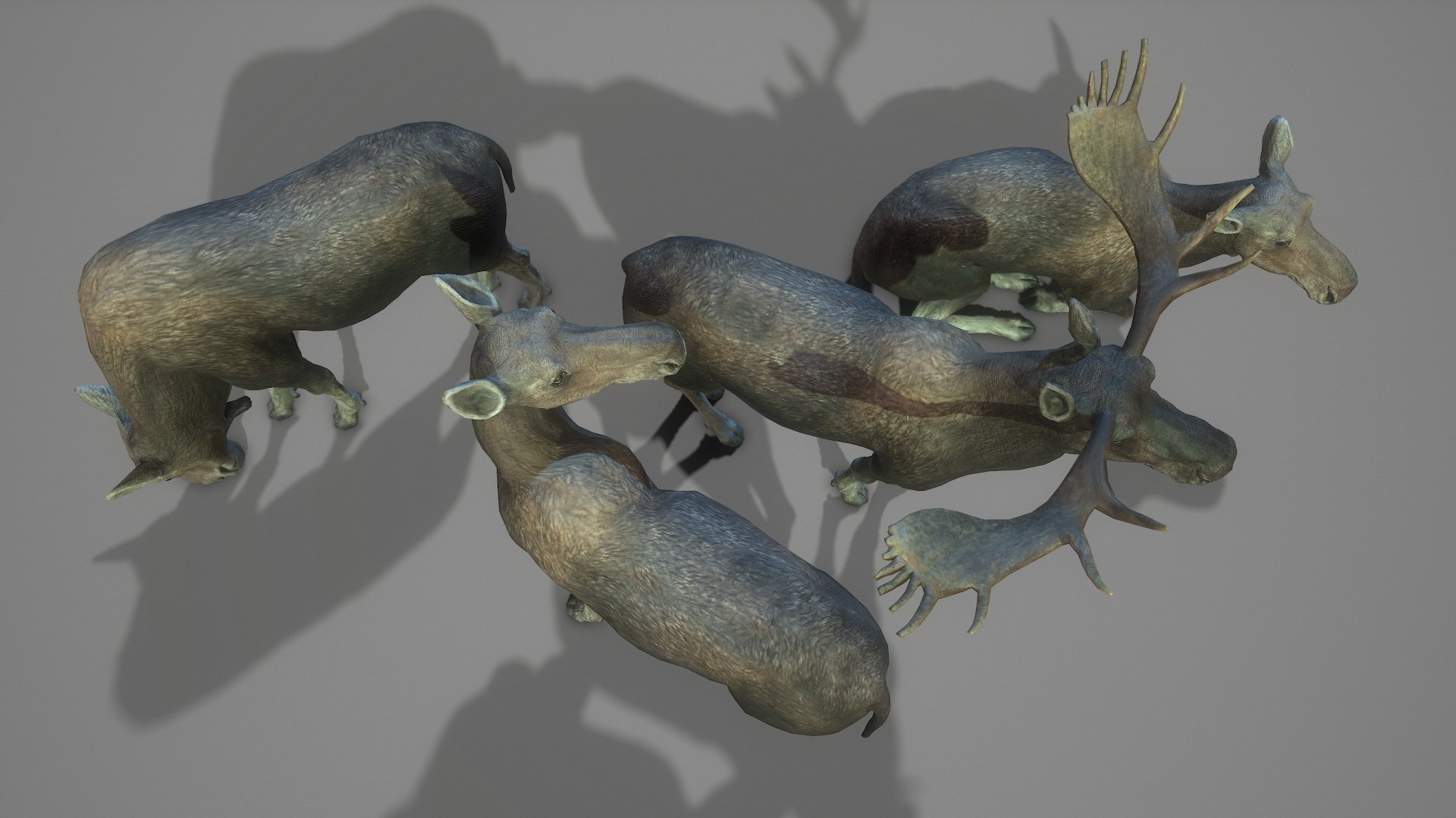 3D Moose - TurboSquid 1883100