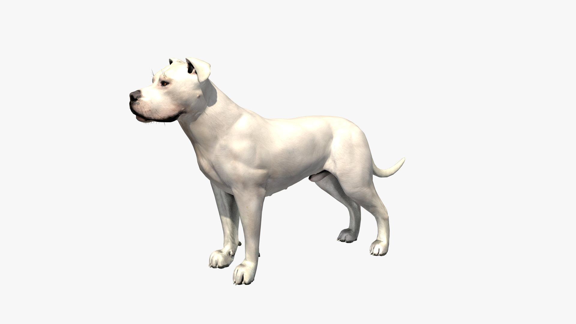 modelo 3d Dogo Argentino Macho - TurboSquid 2121731