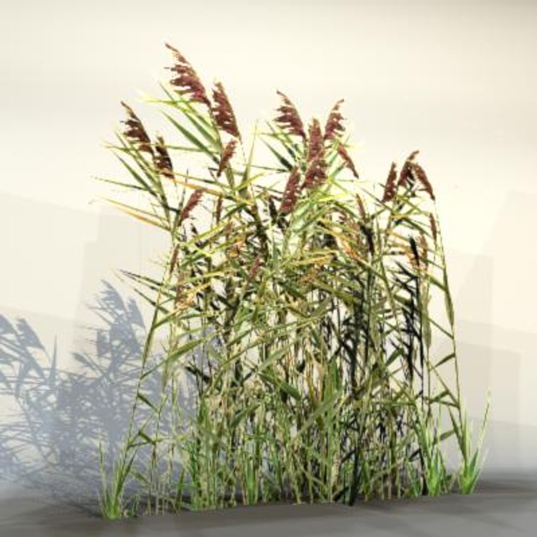 Pc Grass 3d Model