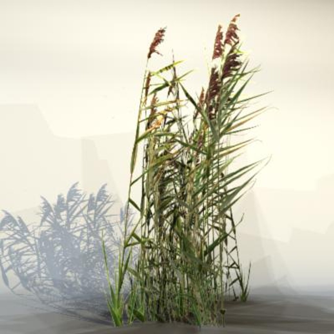 Pc Grass 3d Model