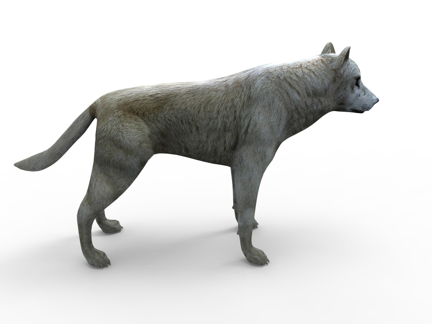 Wolf Rigged Animation 3D Model - TurboSquid 1212515