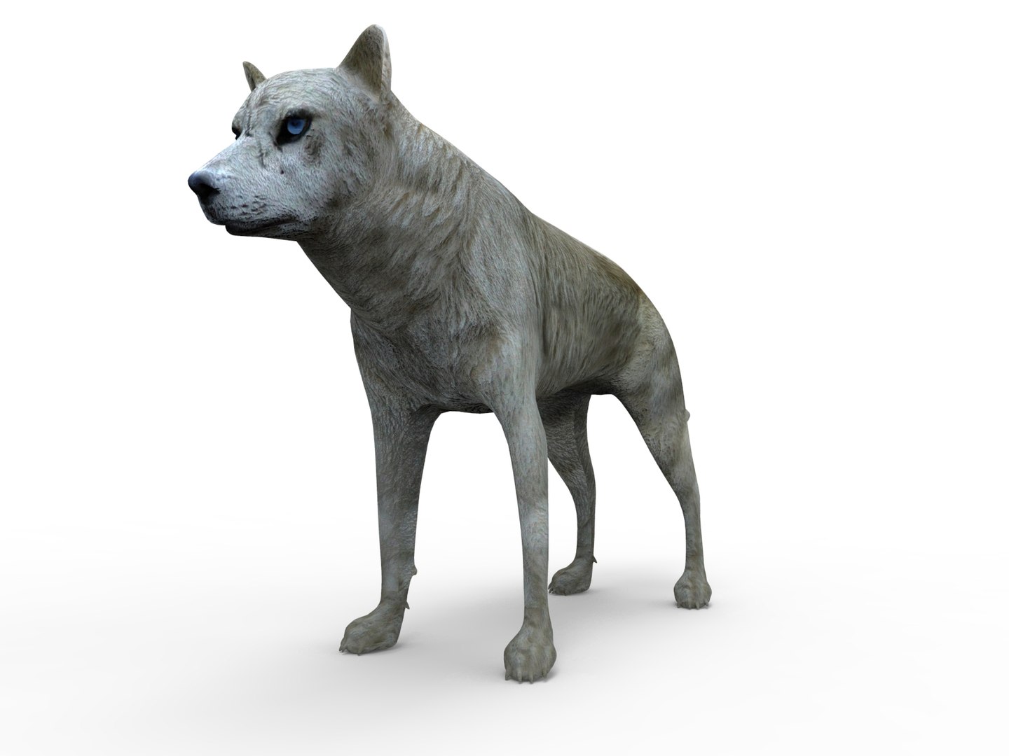 Wolf Rigged Animation 3D Model - TurboSquid 1212515