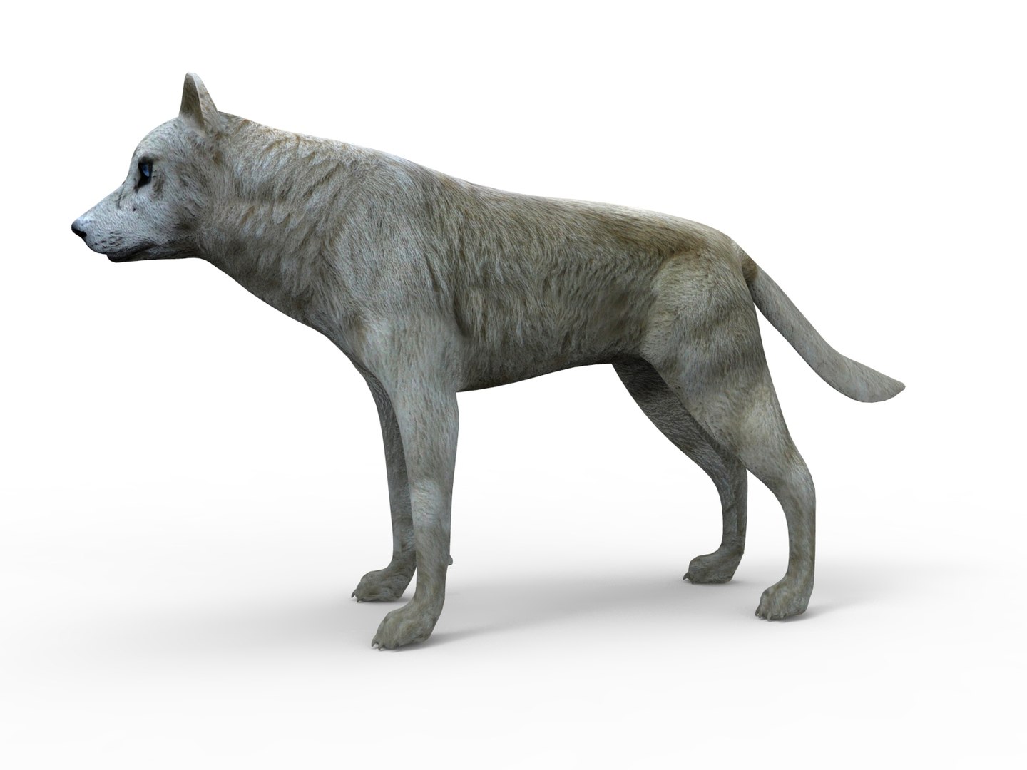 Wolf Rigged Animation 3D Model - TurboSquid 1212515