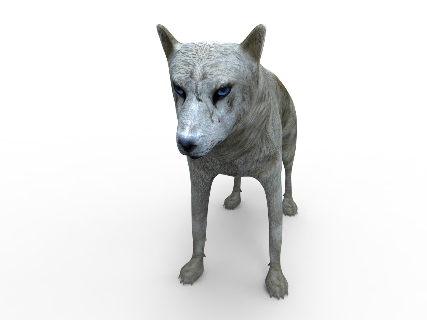 Wolf Rigged Animation 3D Model - TurboSquid 1212515