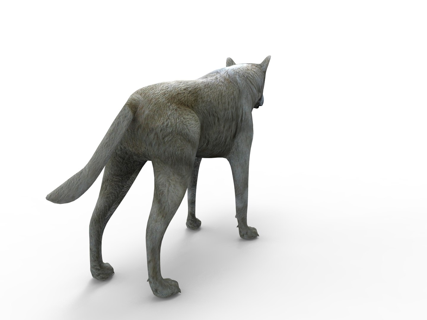 Wolf Rigged Animation 3D Model - TurboSquid 1212515