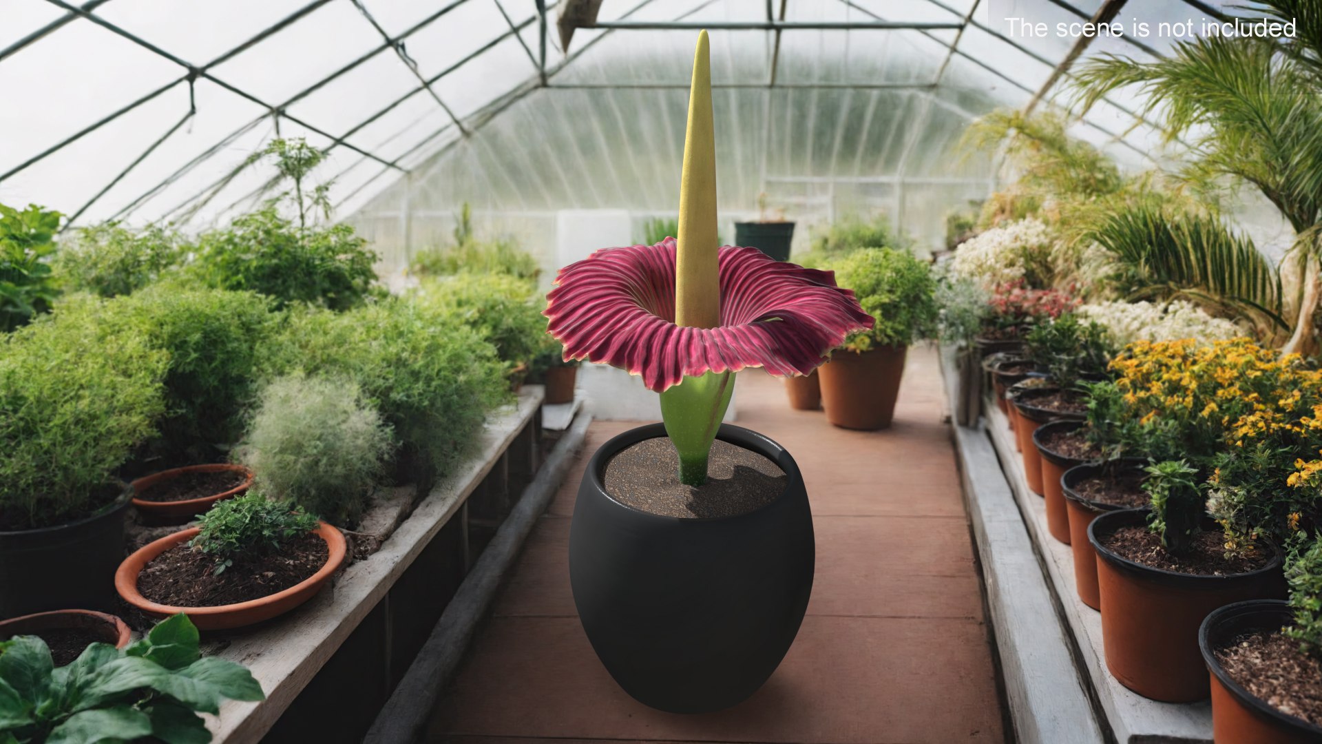 3D Potted Arum Titanum Flower - TurboSquid 2419448