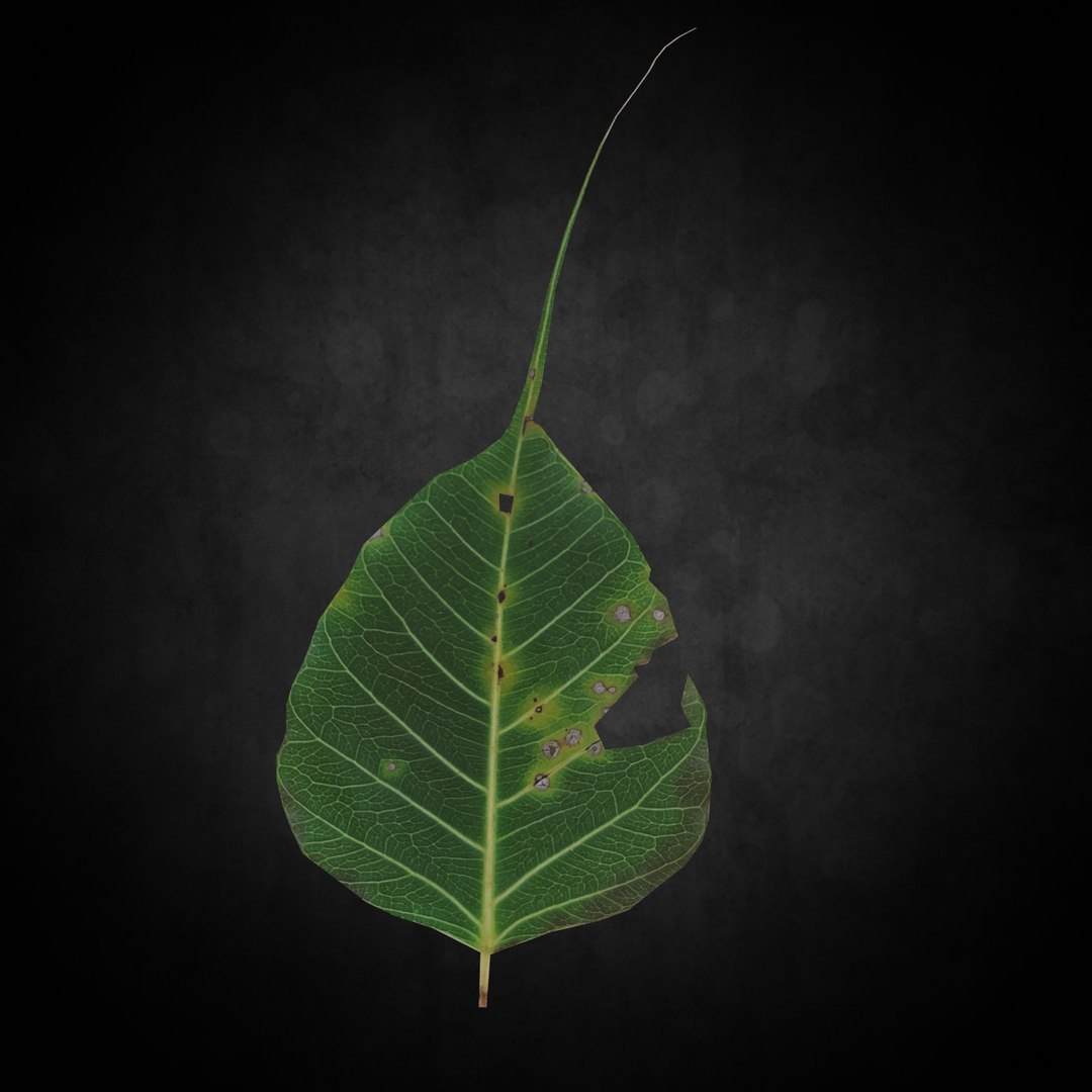 3D Low Poly Leaf 025 - TurboSquid 1852145