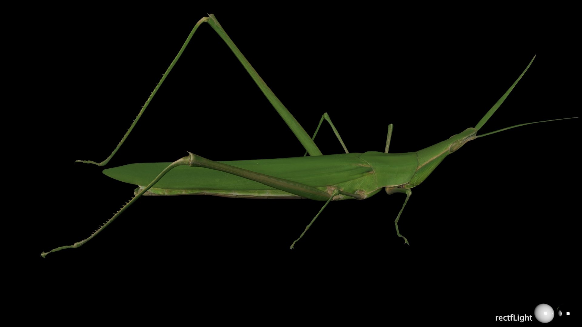 Long Headed Locust Model - TurboSquid 2409331