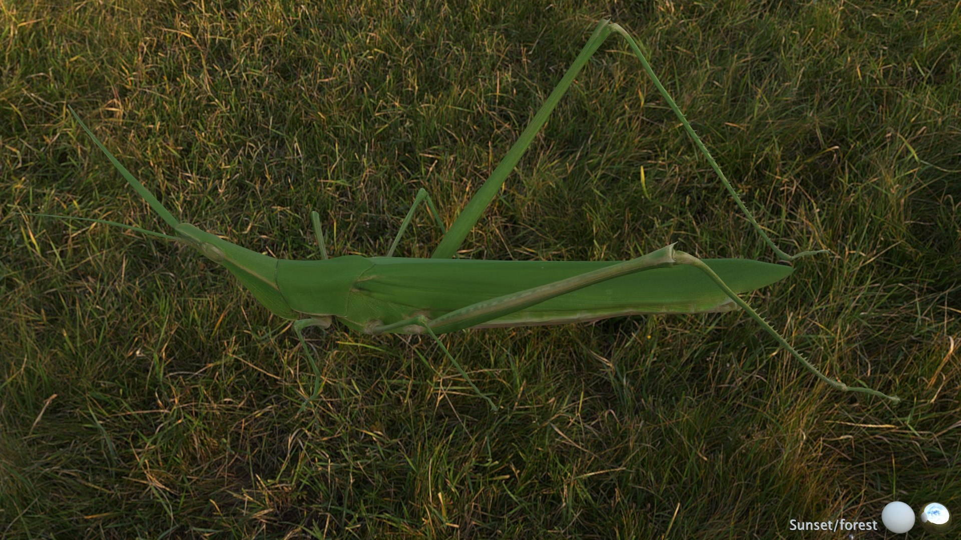 Long Headed Locust Model - TurboSquid 2409331