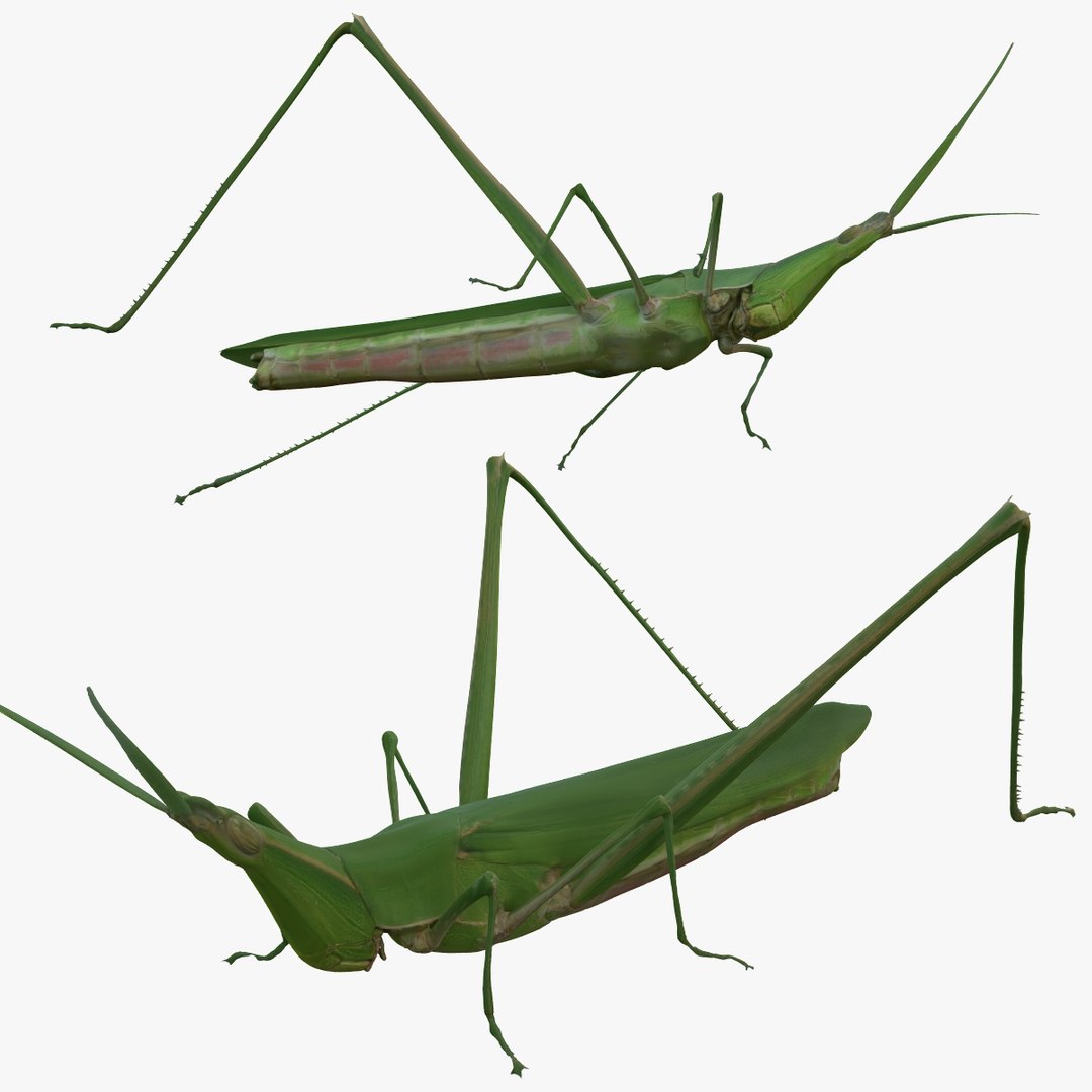 Long Headed Locust Model - TurboSquid 2409331