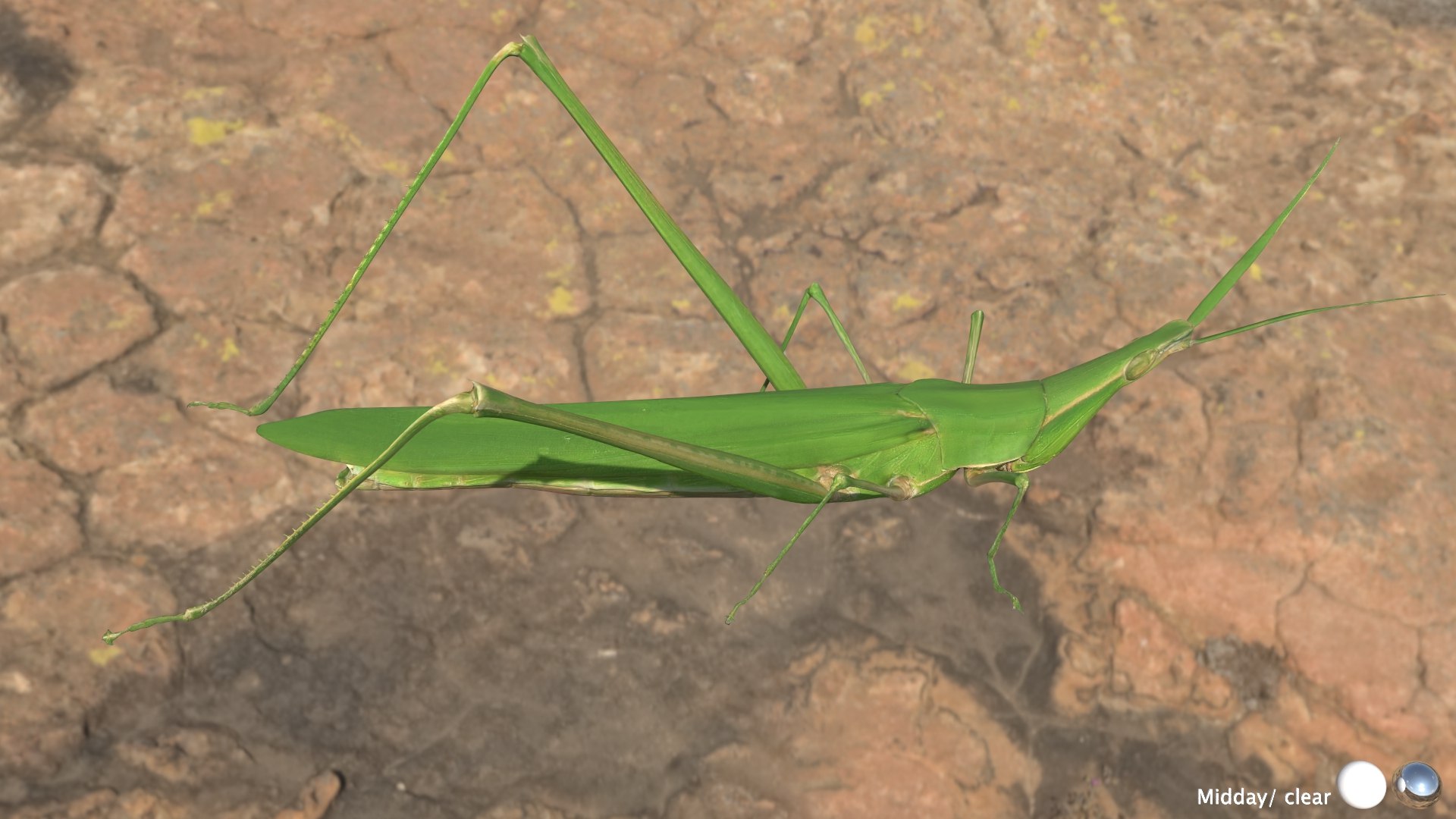 Long Headed Locust Model - TurboSquid 2409331
