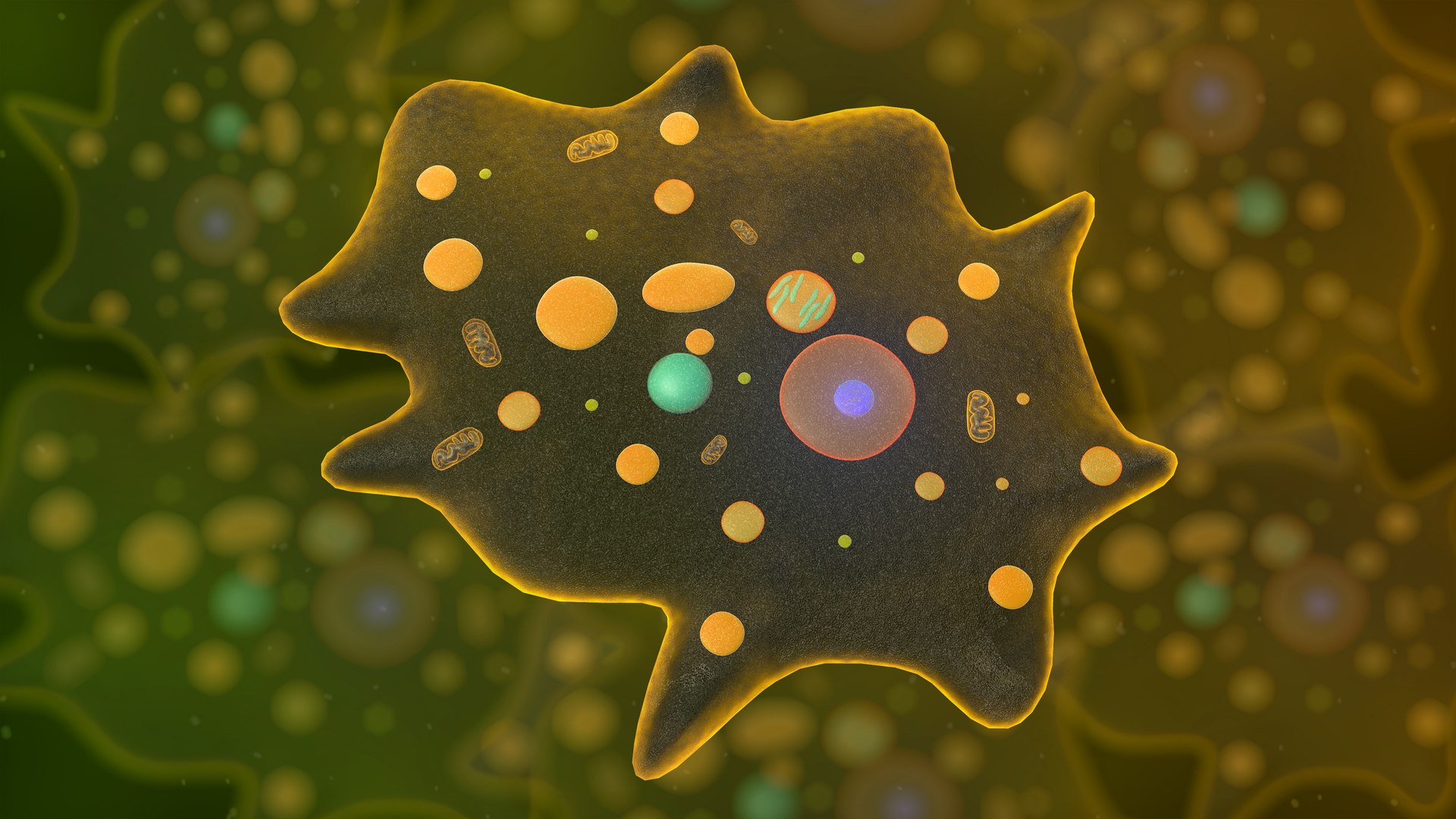 3D Amoeba Unicellular Organism - TurboSquid 2185921