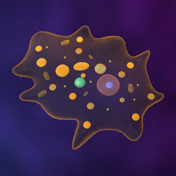 modelo 3d Organismo unicelular ameba - TurboSquid 2185921