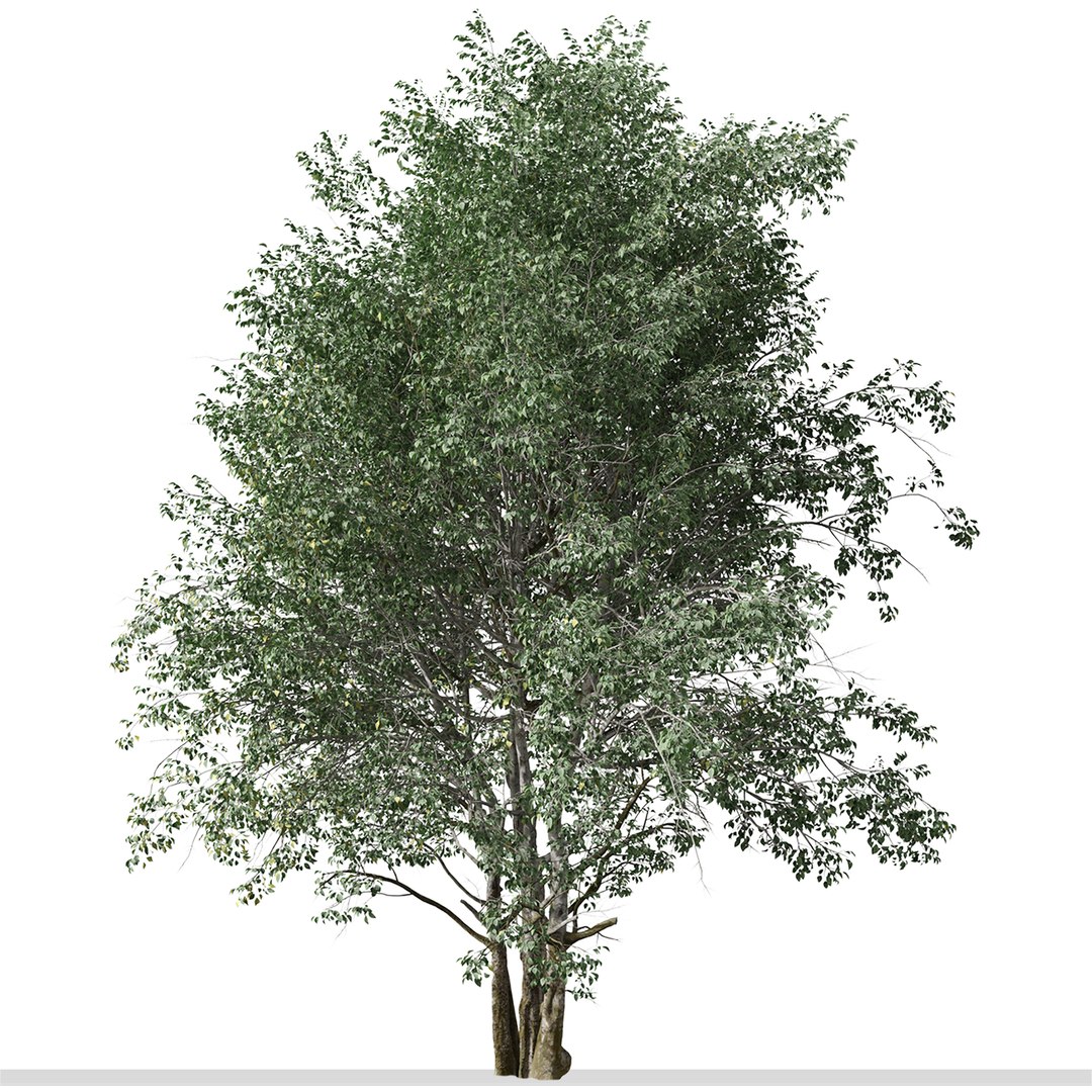 3D Set Of Downy Birch Or Betula Pubescens Tree - 2 Trees - TurboSquid ...
