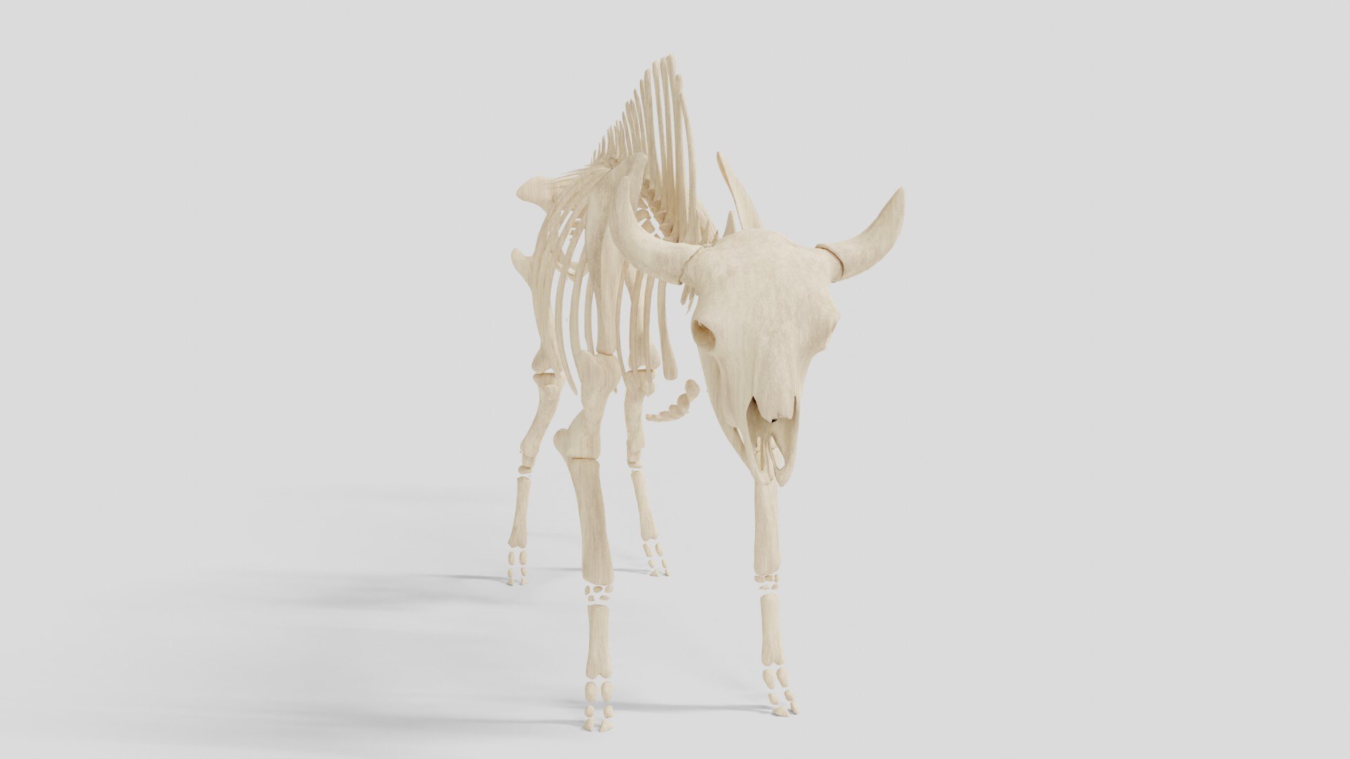 Bison Skeleton 3D Model - TurboSquid 2115273