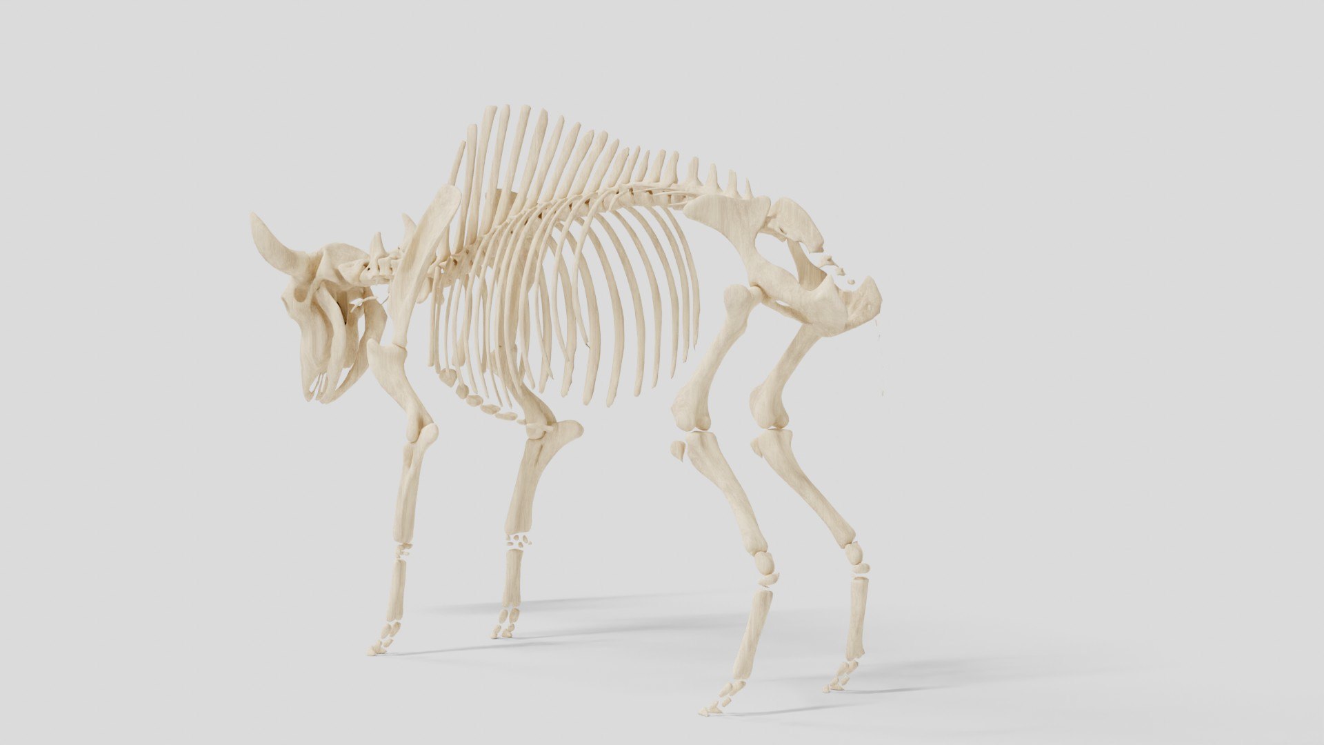 Bison Skeleton 3D Model - TurboSquid 2115273