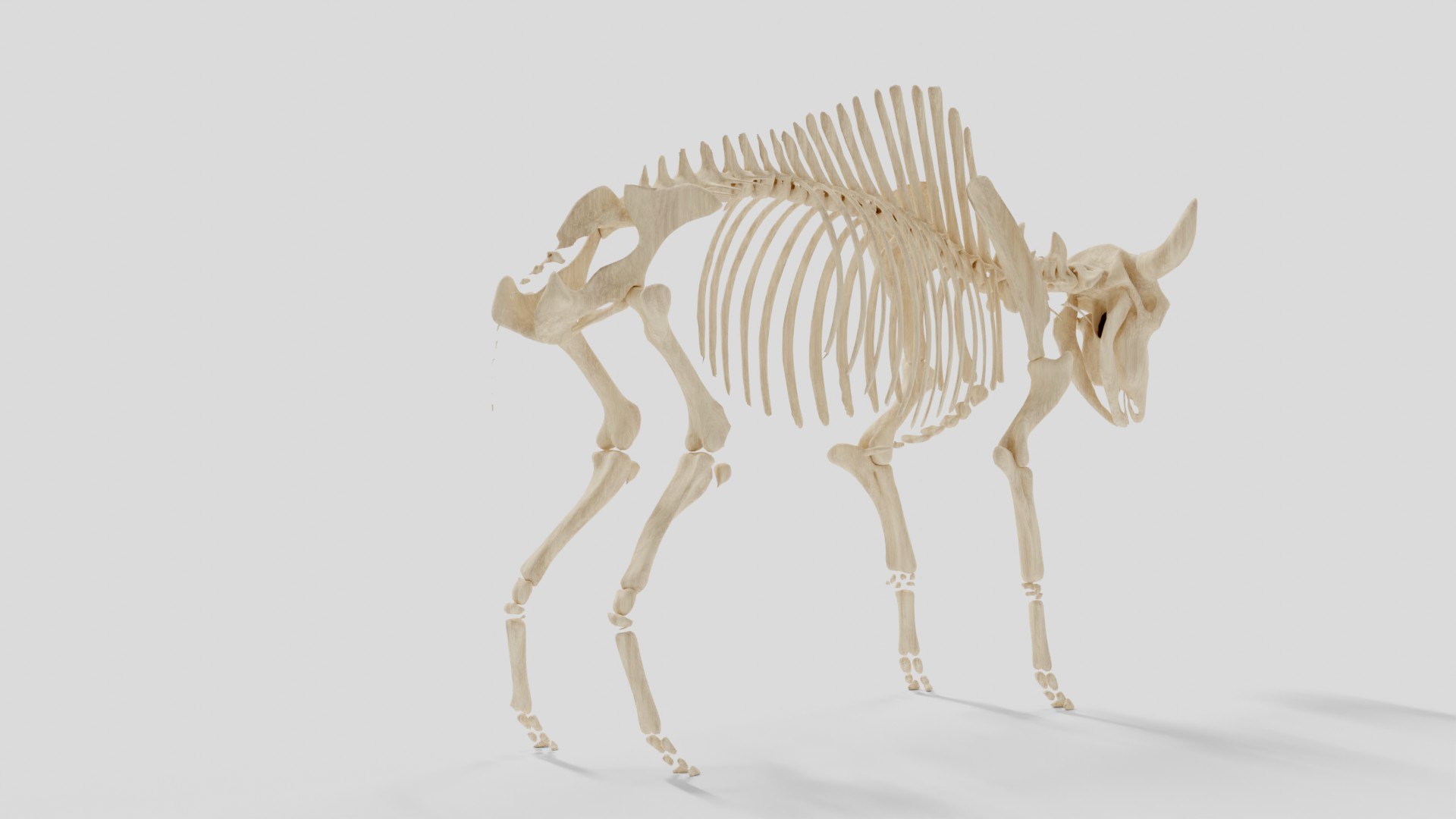 Bison Skeleton 3D Model - TurboSquid 2115273