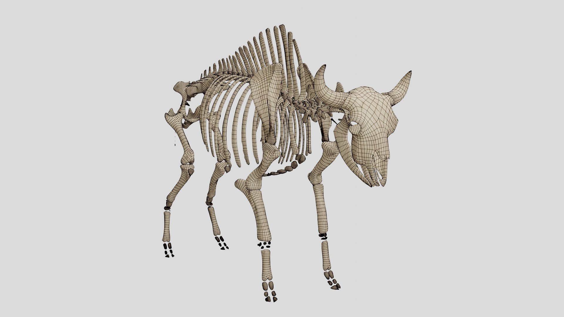 Bison Skeleton 3D Model - TurboSquid 2115273