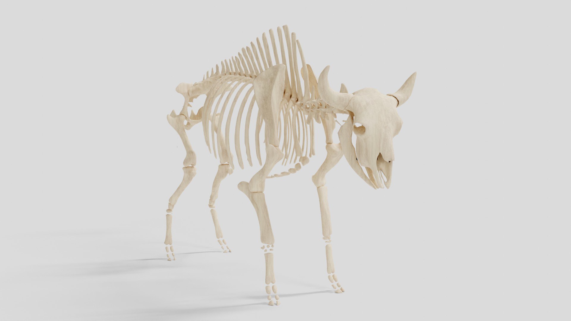 Bison Skeleton 3D Model - TurboSquid 2115273