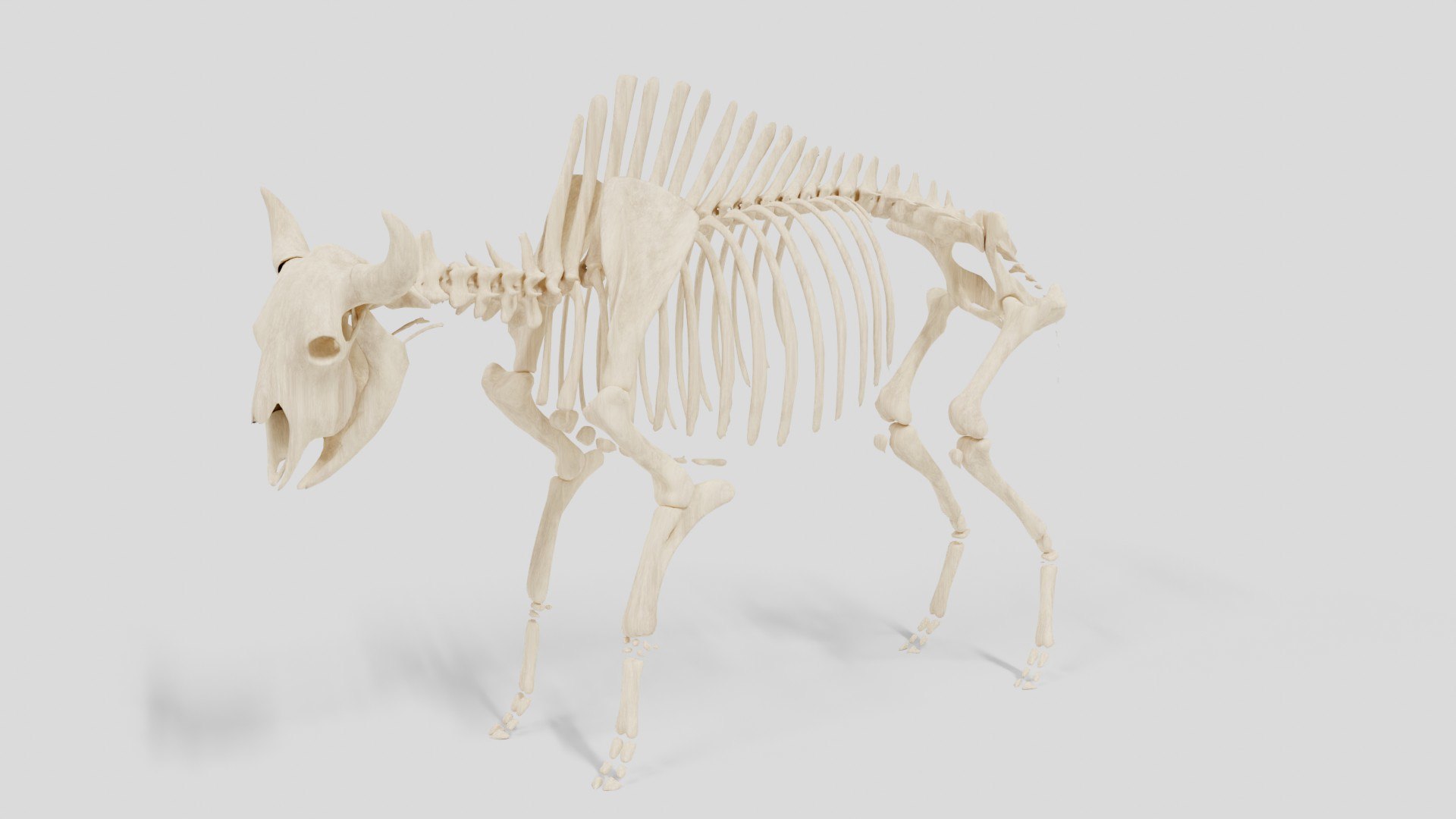 Bison Skeleton 3D Model - TurboSquid 2115273