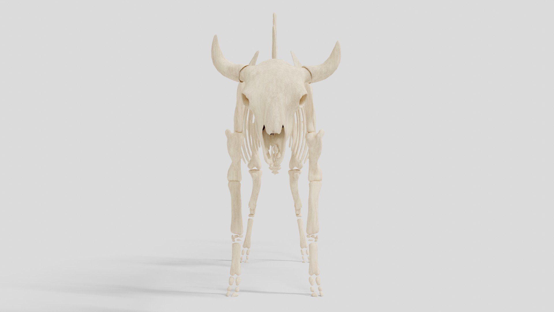 Bison Skeleton 3D Model - TurboSquid 2115273