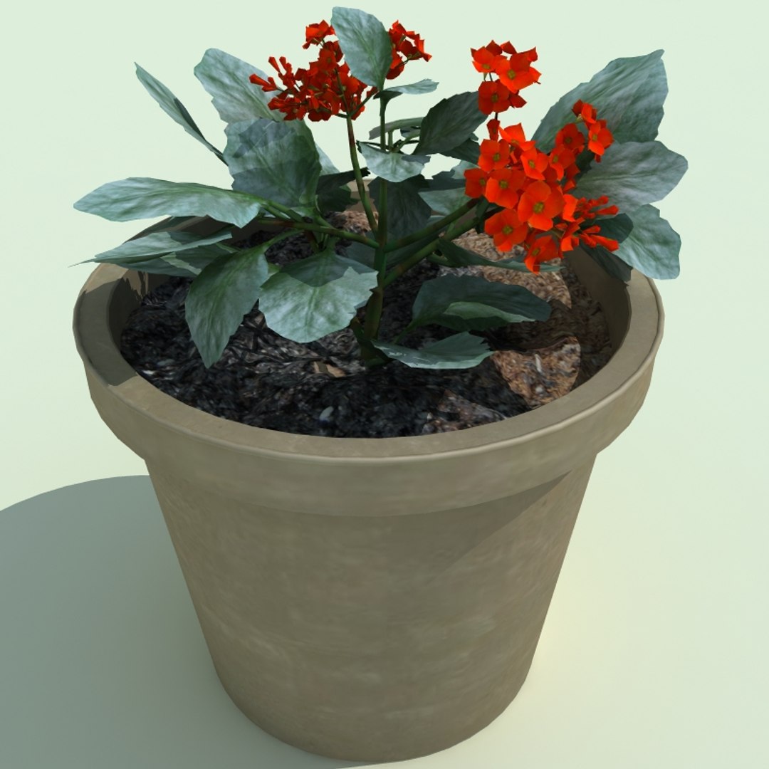 Geranium Modelled 3d Model
