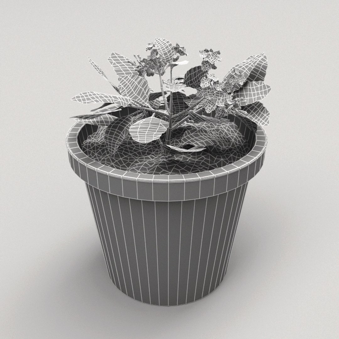 Geranium Modelled 3d Model