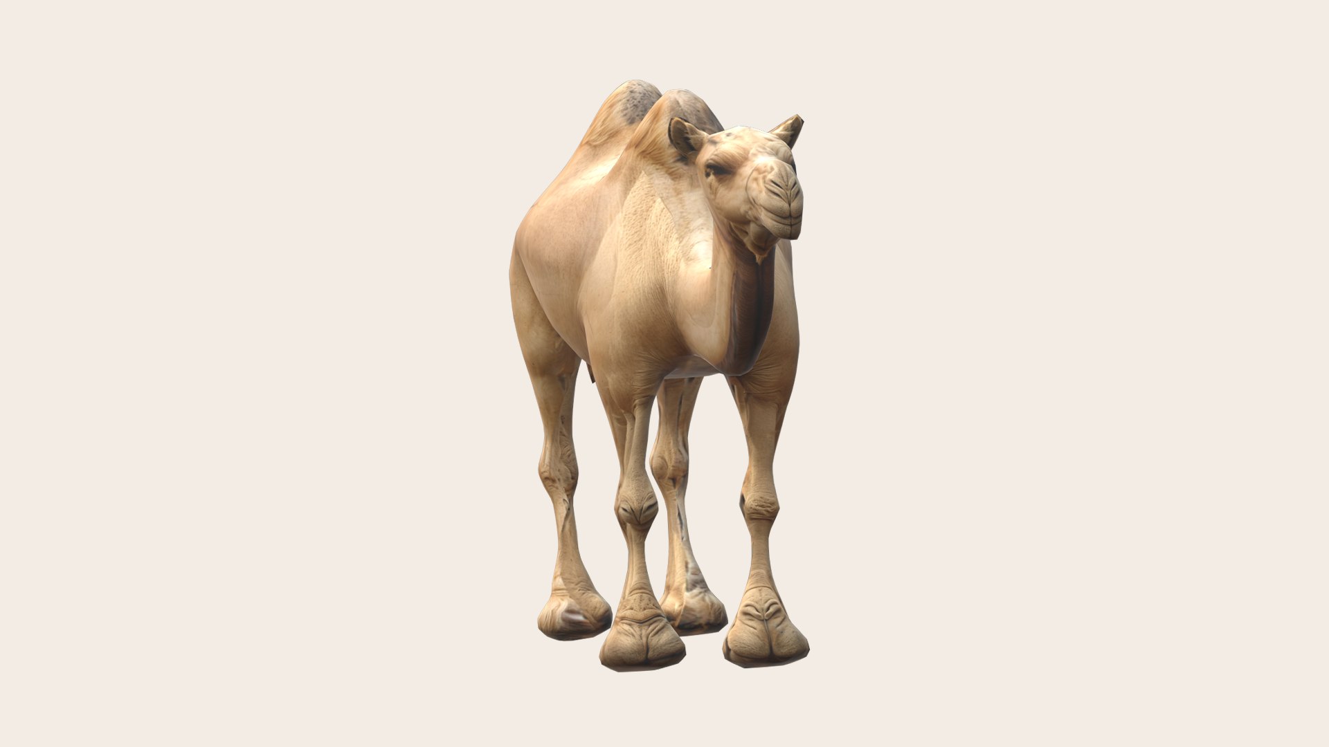 Camel 3D Model - TurboSquid 2218983