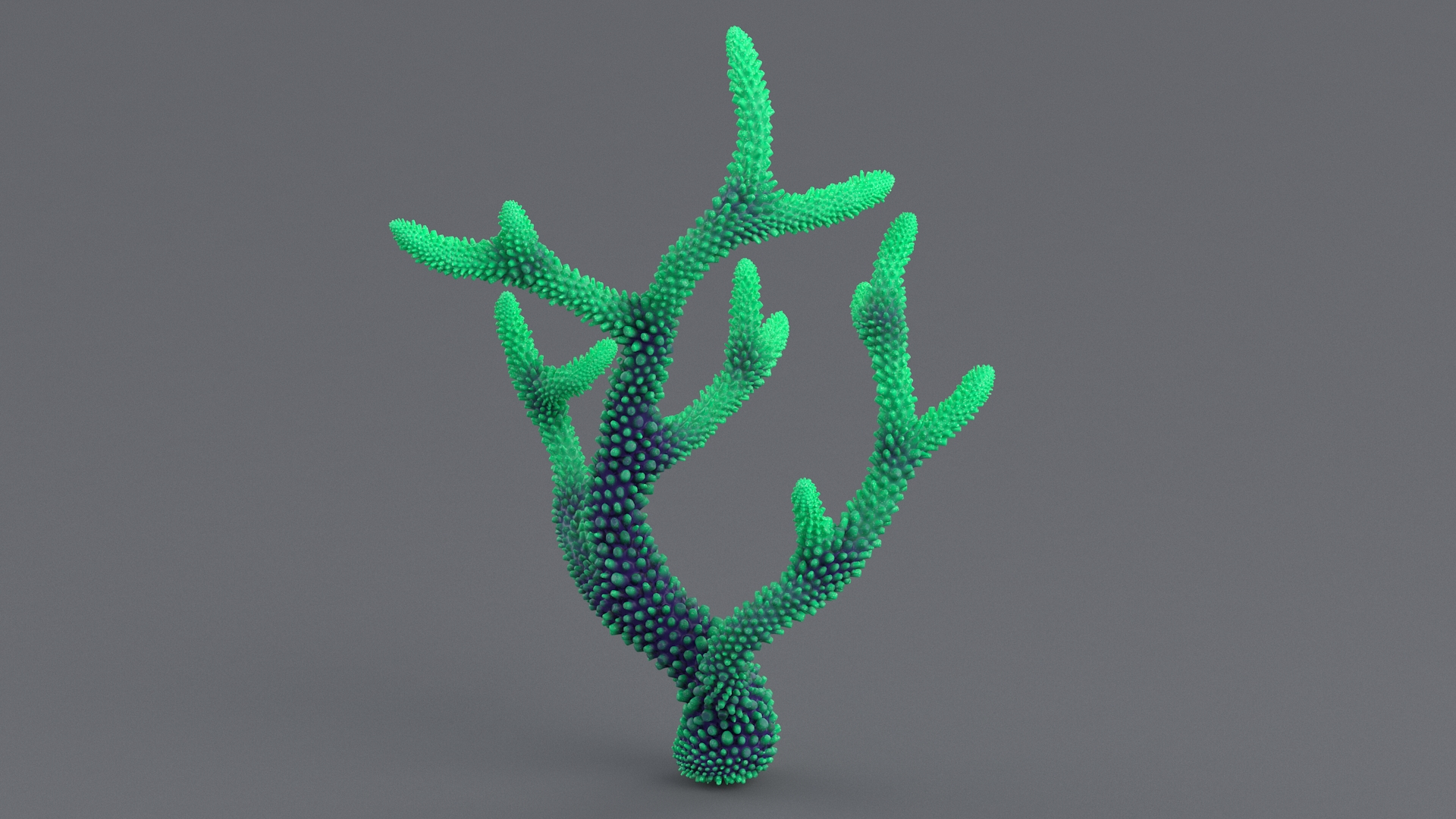 3D Model Coral 4 S - TurboSquid 1582074