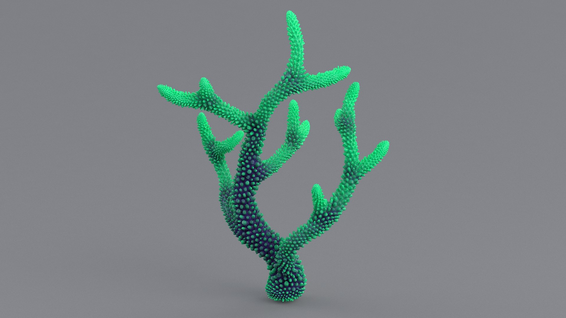 3D Model Coral 4 S - TurboSquid 1582074