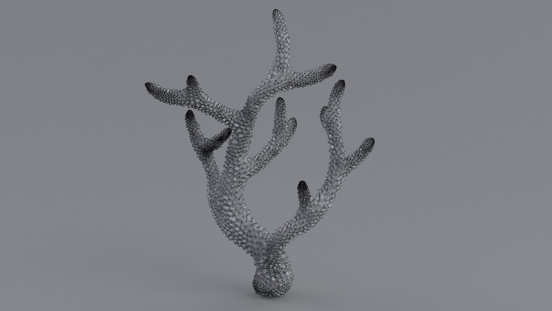 3D Model Coral 4 S - TurboSquid 1582074
