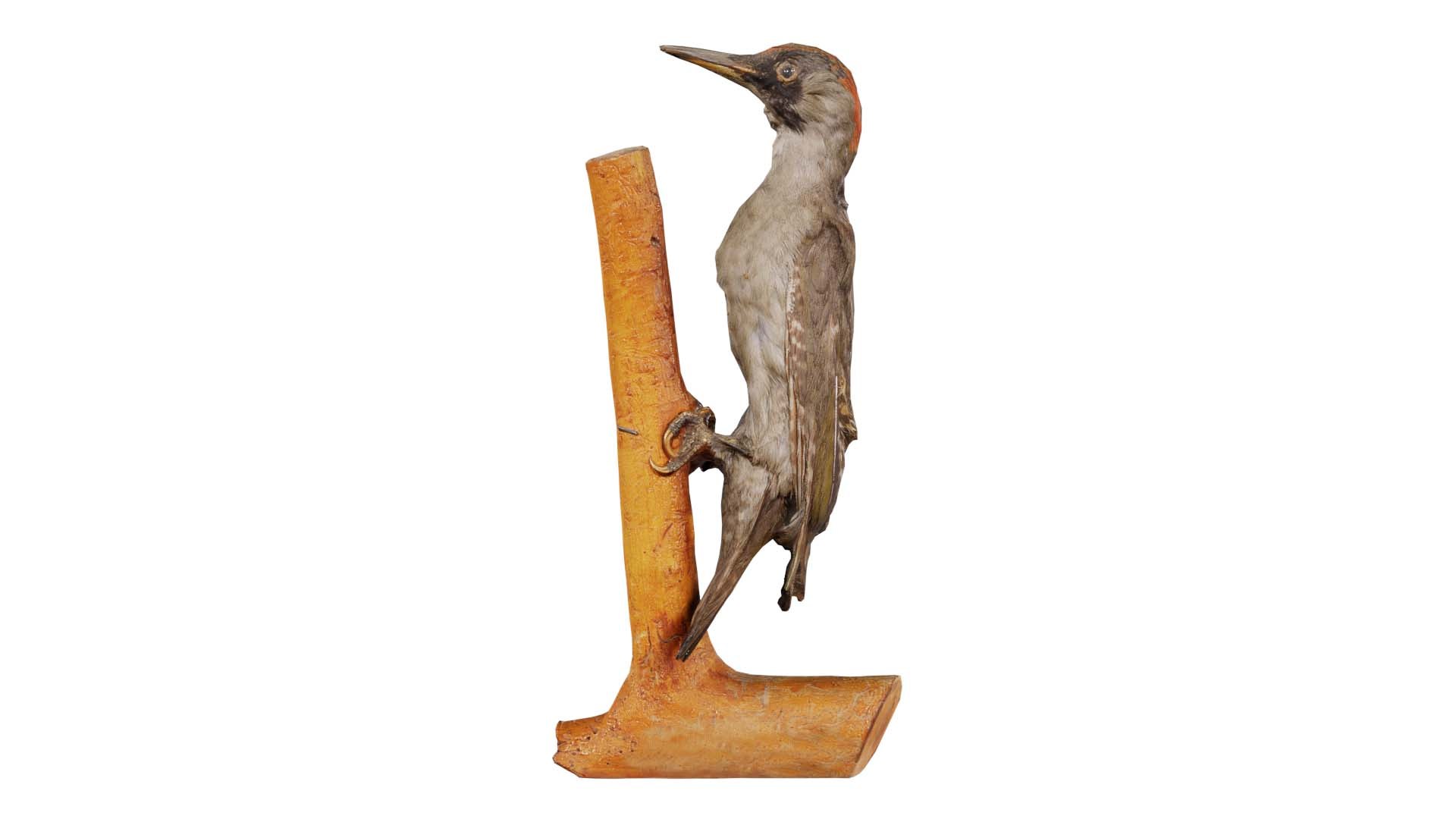 Green Woodpecker Picidae Remastered 3D Model - TurboSquid 2359513