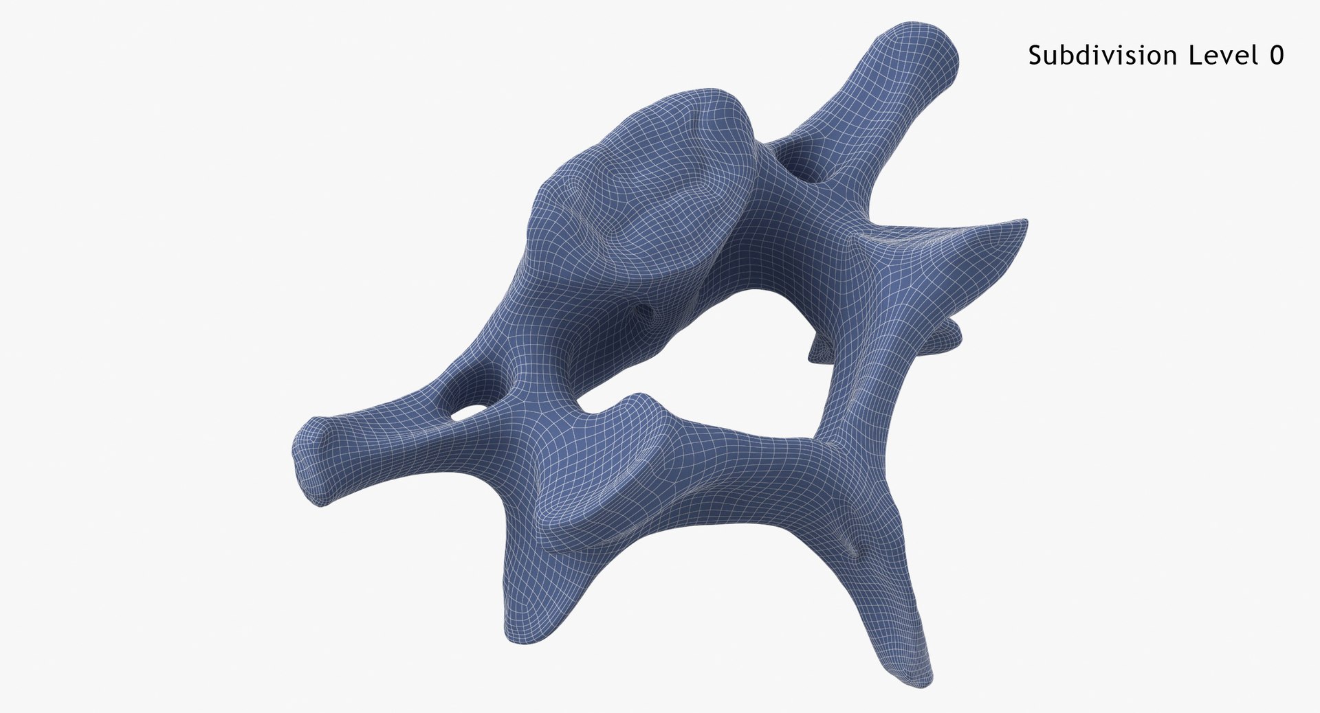 Kangaroo Red Necked Wallaby Cervical Vertebrae C7 3D Model - TurboSquid ...