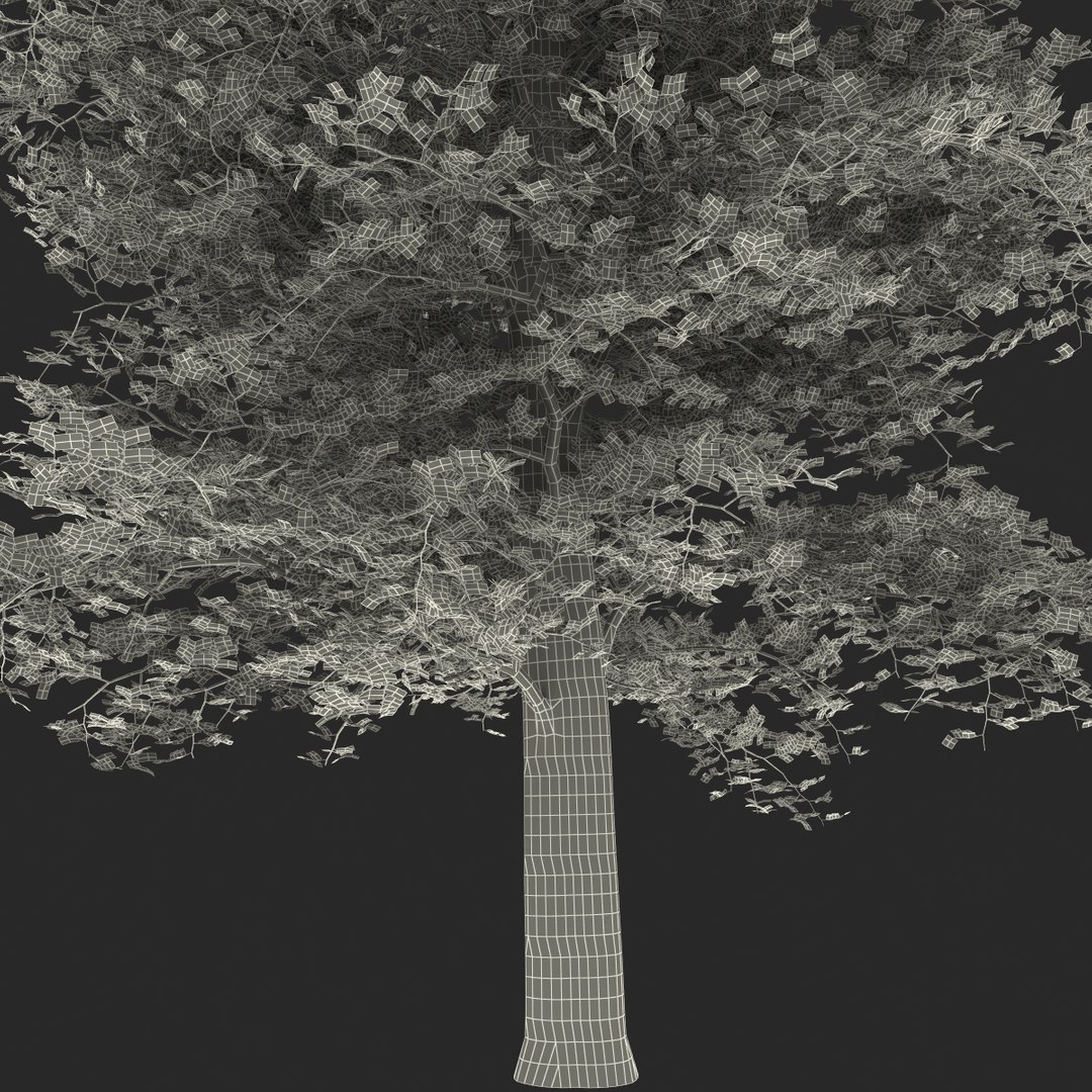 european beech tree 3ds