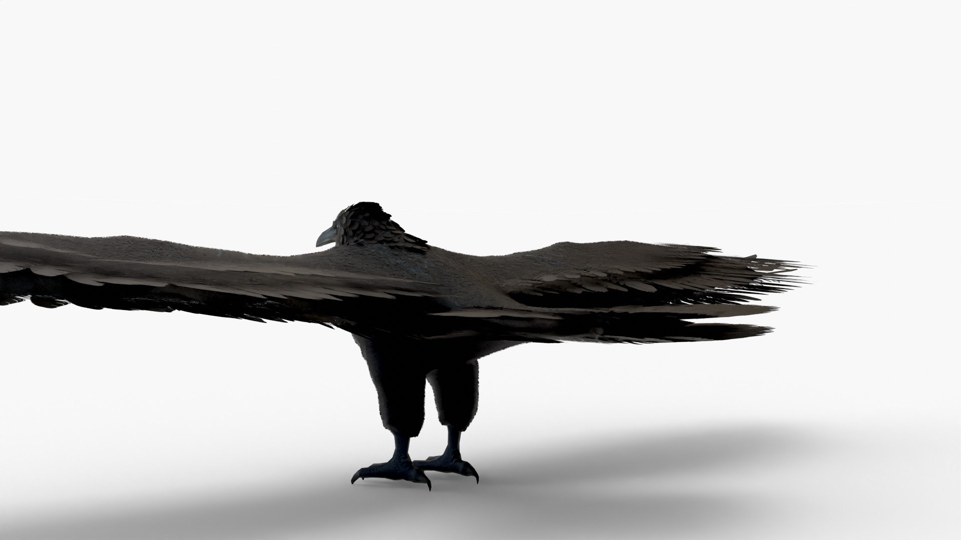 3D American Crow Model - TurboSquid 2296115