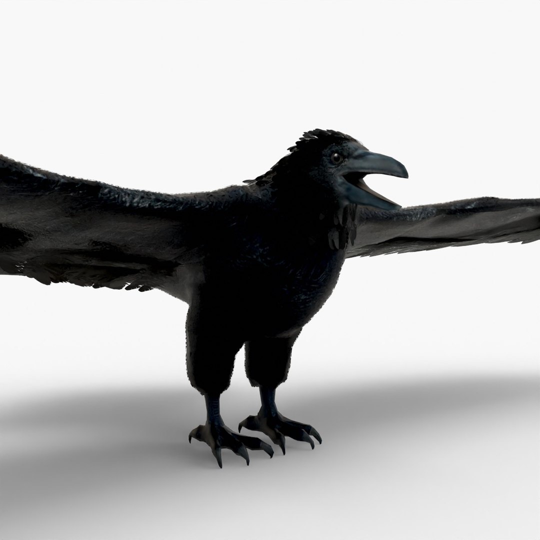 3D American Crow Model - TurboSquid 2296115