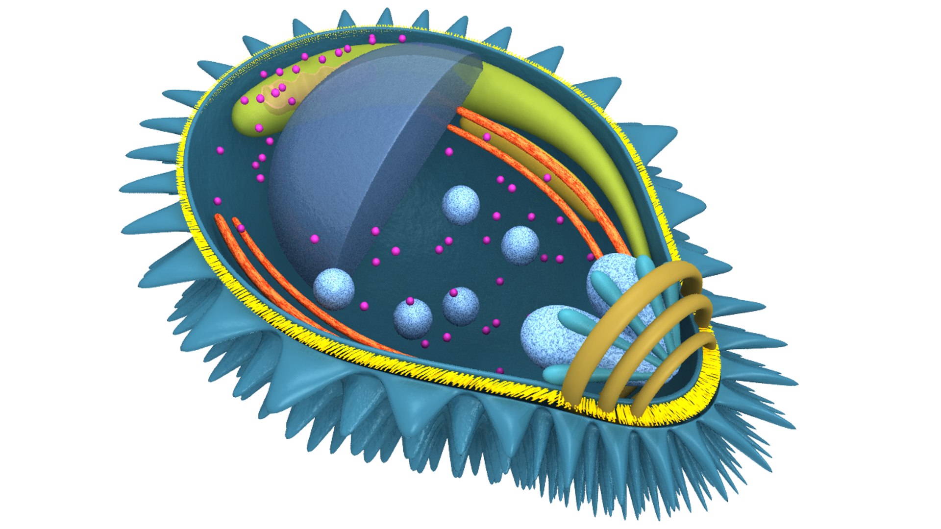 3d Plasmodium Malaria Parasite Model