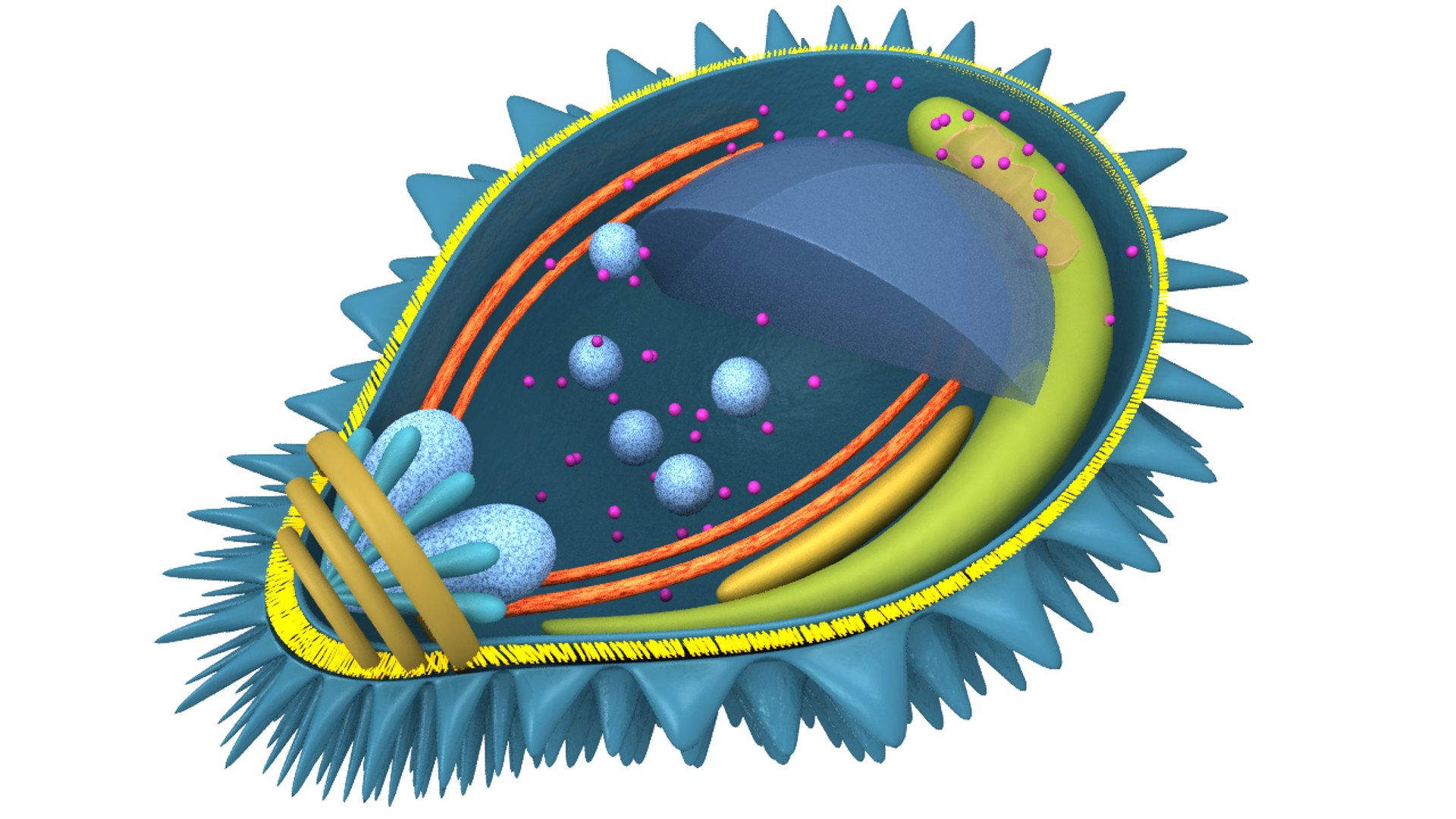 3d Plasmodium Malaria Parasite Model