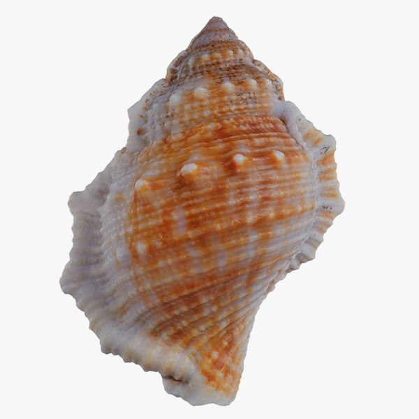Muszla truskawkowa Strombus lentiginosus 44 Model 3D - TurboSquid 2507226
