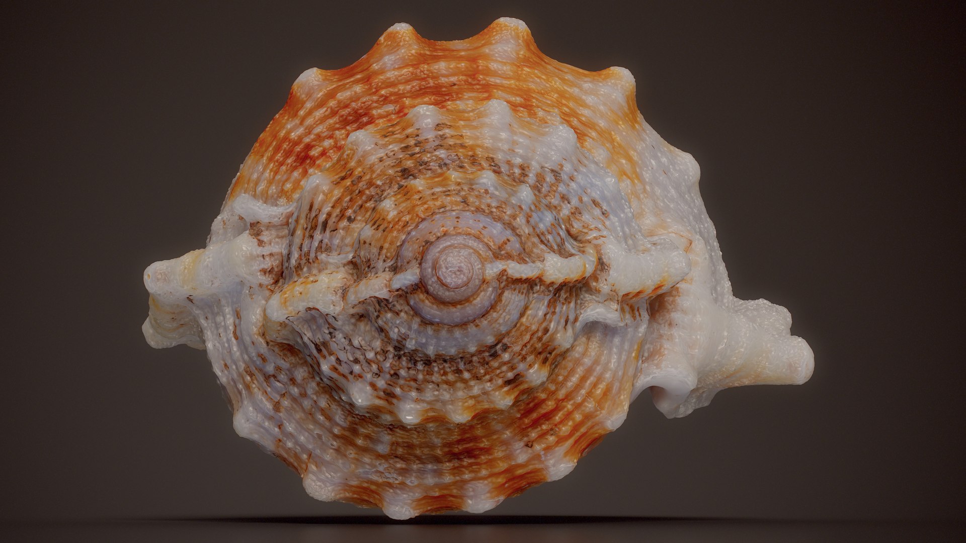3D модель Клубничная раковина (Strombus Lentiginosus) 44 - TurboSquid ...