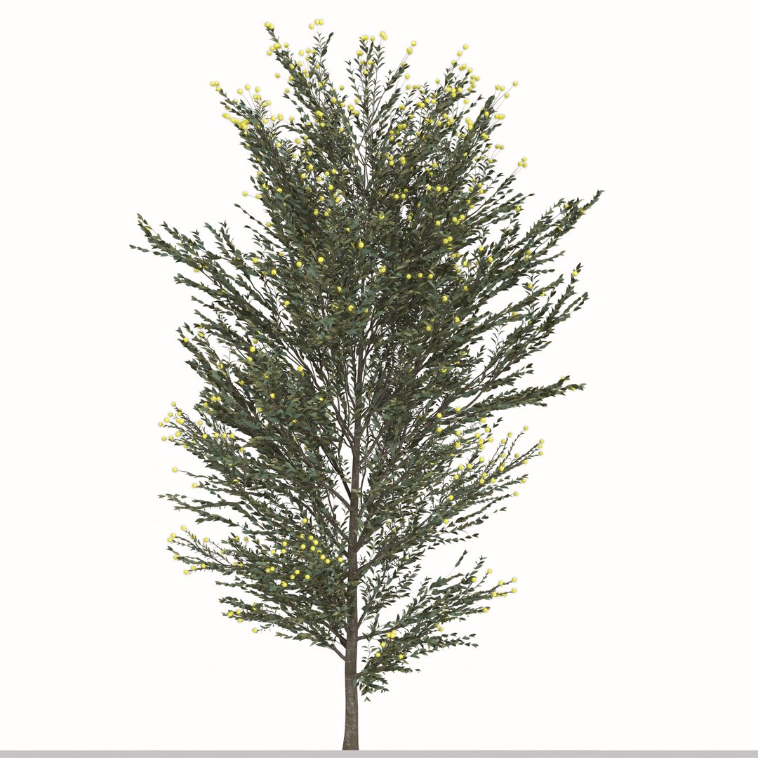 3D Set Of Acacia Podalyriifolia Or Pearl Acacia Trees Model ...