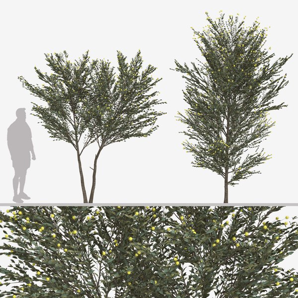 3D Set of Acacia podalyriifolia or Pearl Acacia Trees model ...