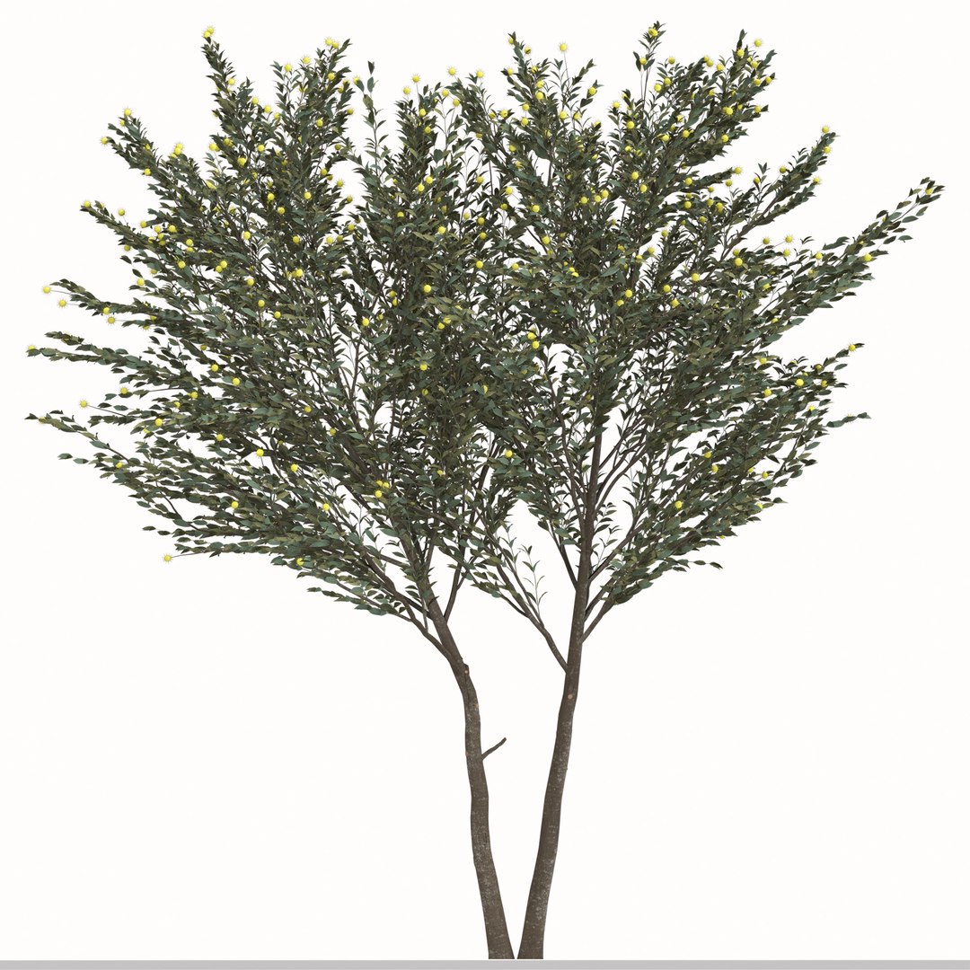 3D Set Of Acacia Podalyriifolia Or Pearl Acacia Trees Model ...