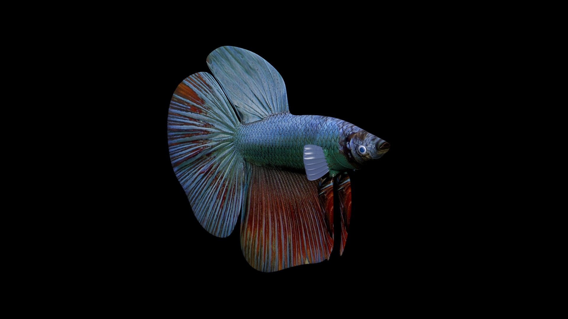 2020 Betta Fish 3D Model - TurboSquid 1473083