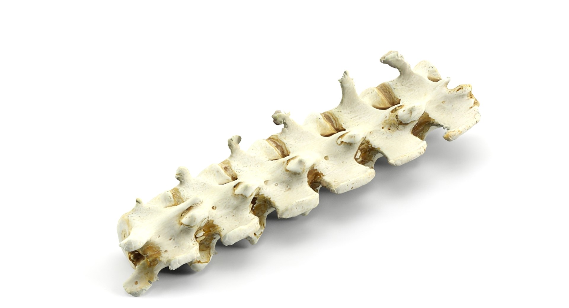 Realistic Animal Spine 3ds
