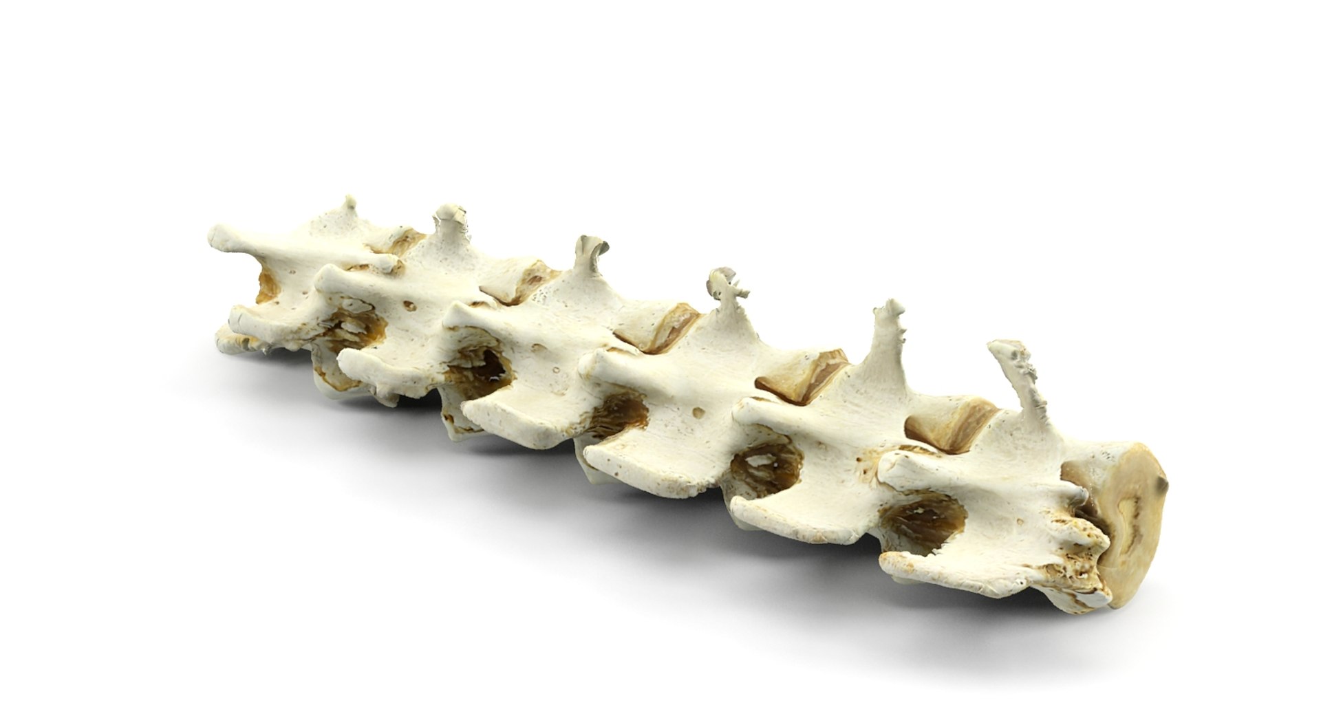 Realistic Animal Spine 3ds