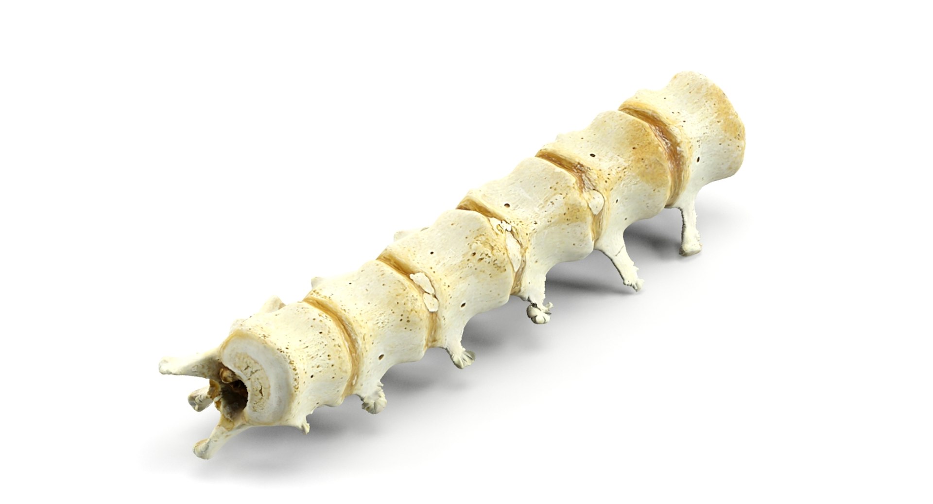 Realistic Animal Spine 3ds