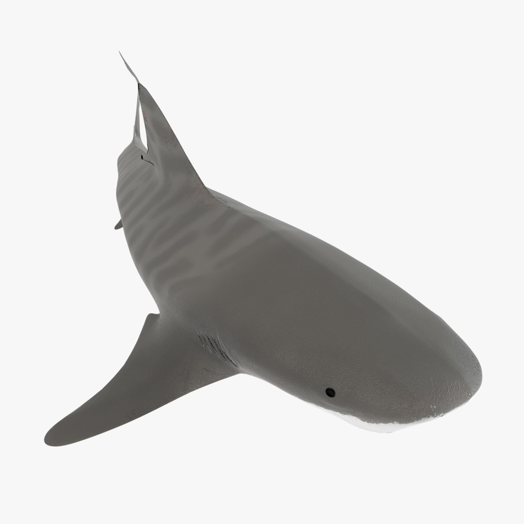 Tiger Shark 3ds