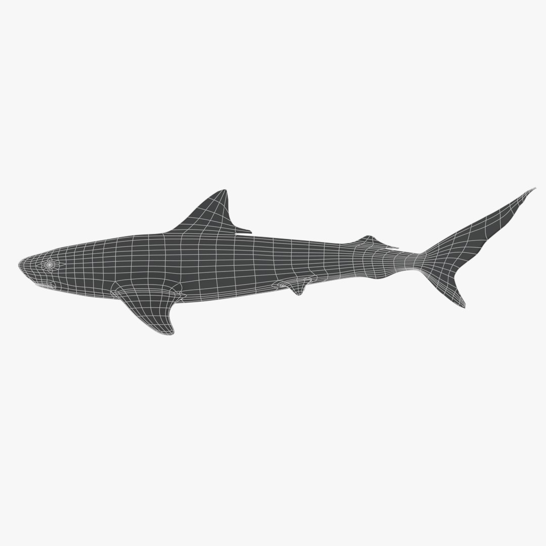 Tiger Shark 3ds