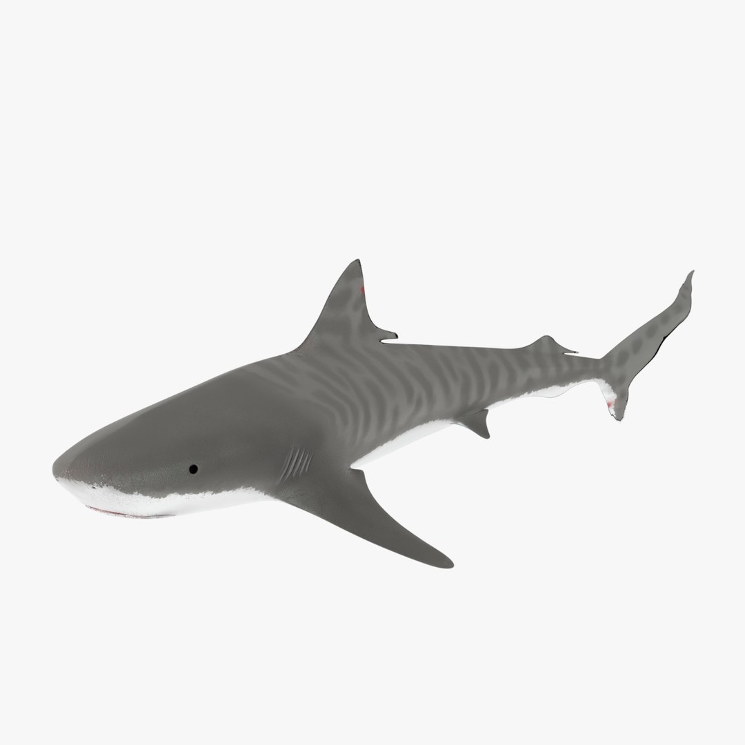 Tiger Shark 3ds
